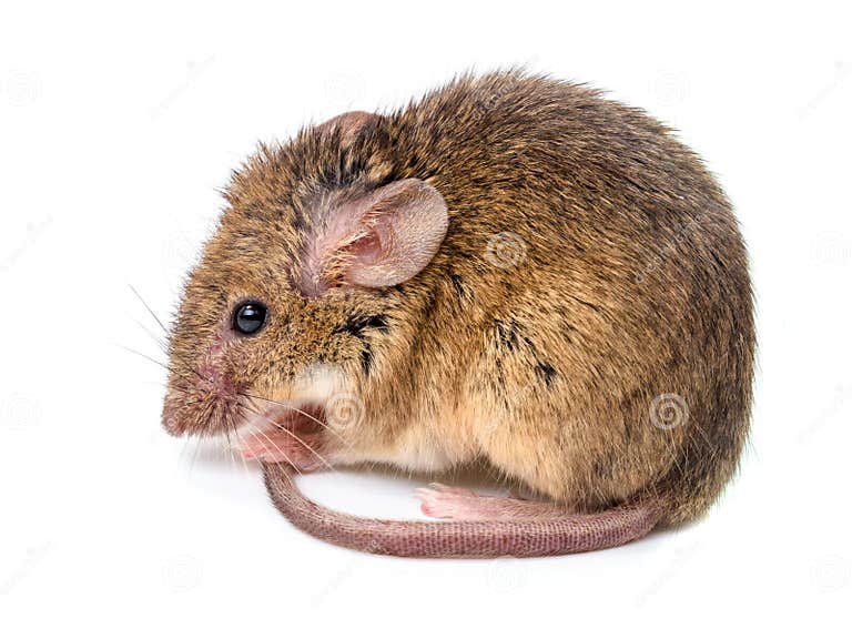 House mouse (Mus musculus) stock image. Image of house - 48856549