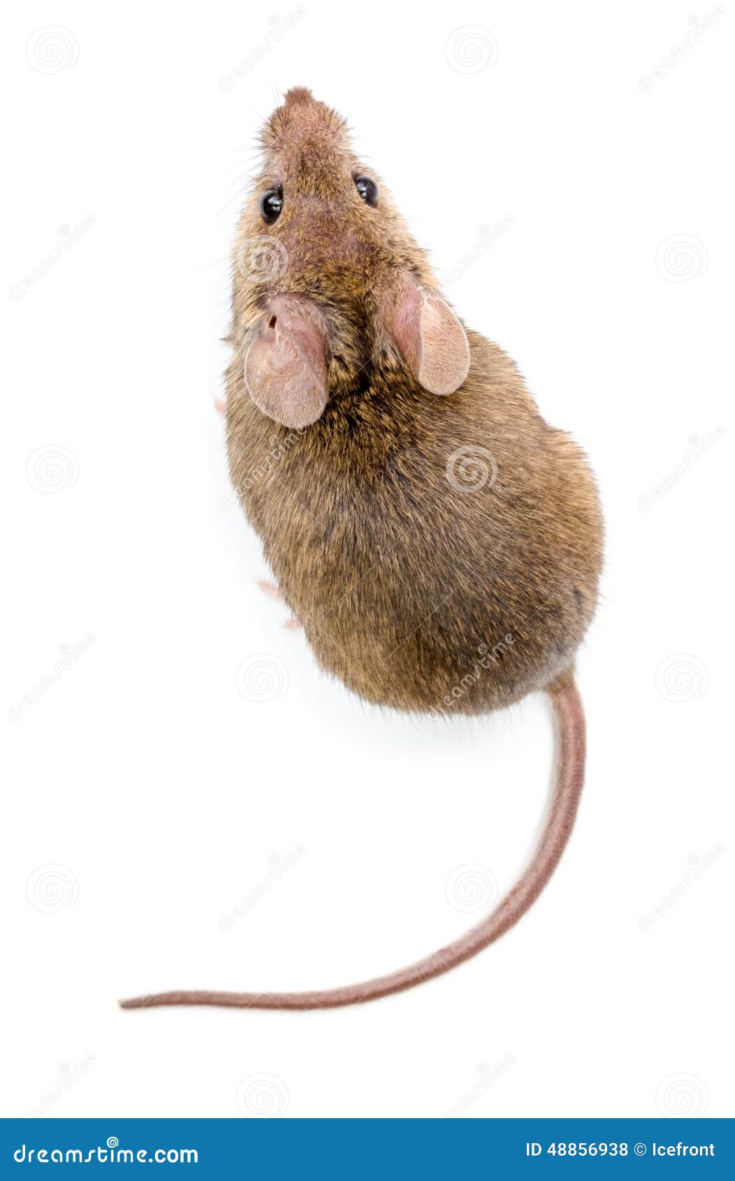 House mouse (Mus musculus) stock photo. Image of macro - 48856938