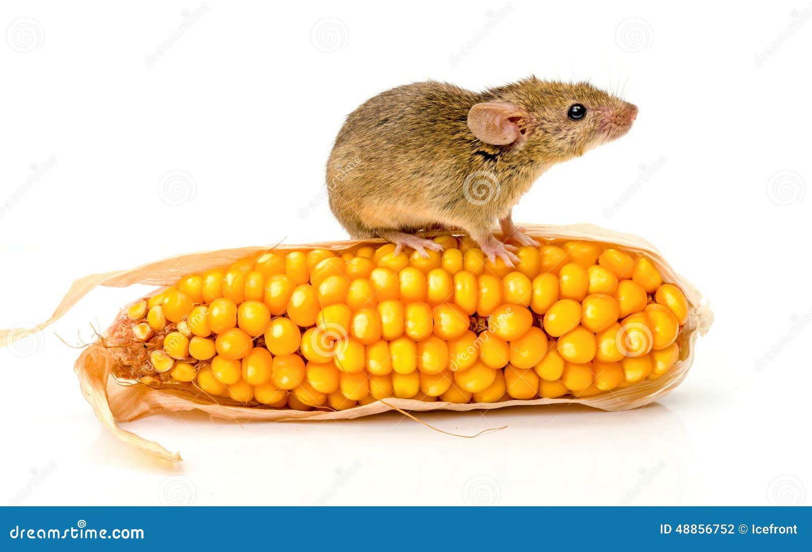 House Mouse (Mus Musculus) on Corn Stock Photo - Image of cute, animal ...