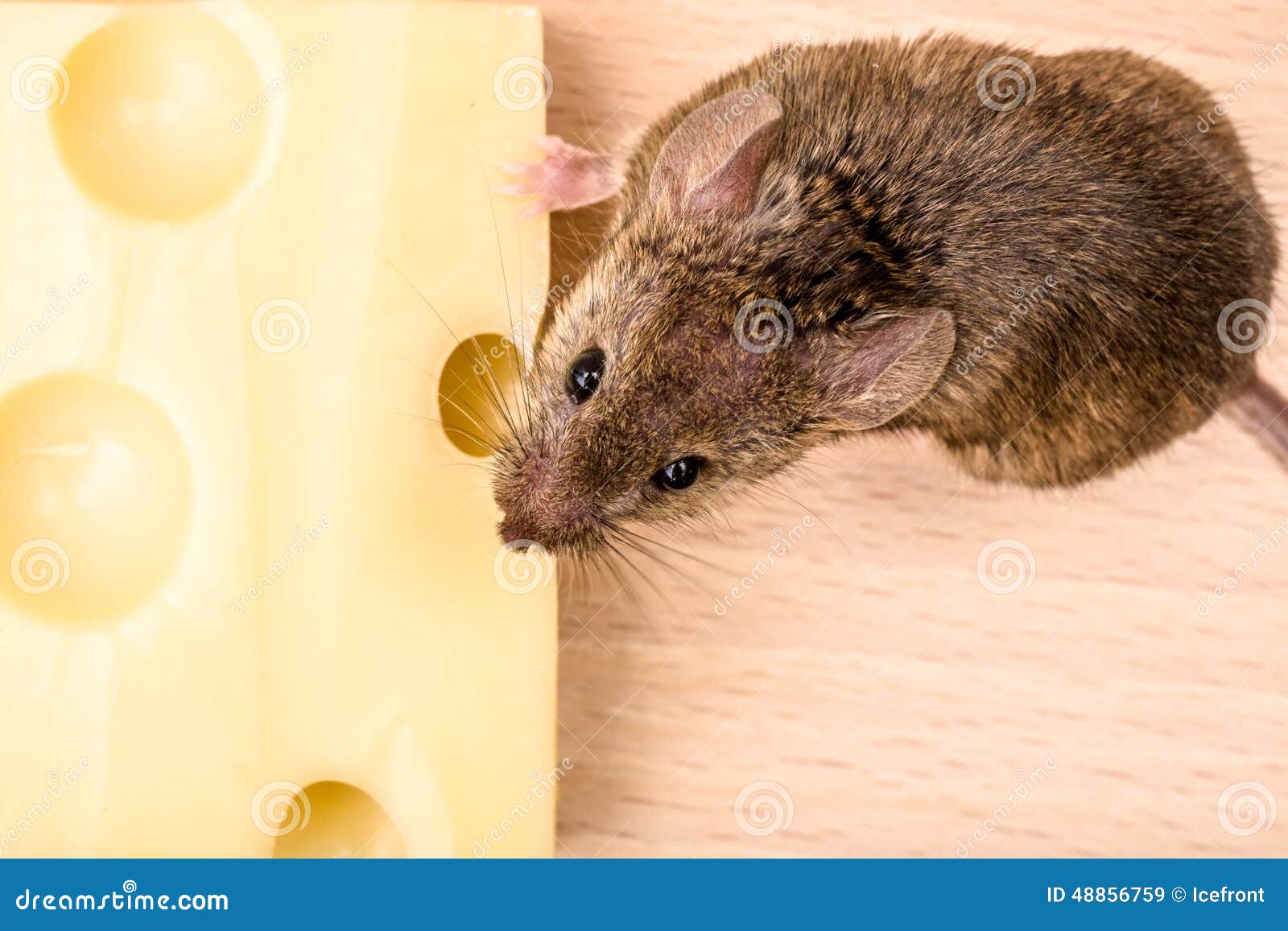 House Mouse (Mus Musculus) Eating Cheese Stock Image - Image of food ...