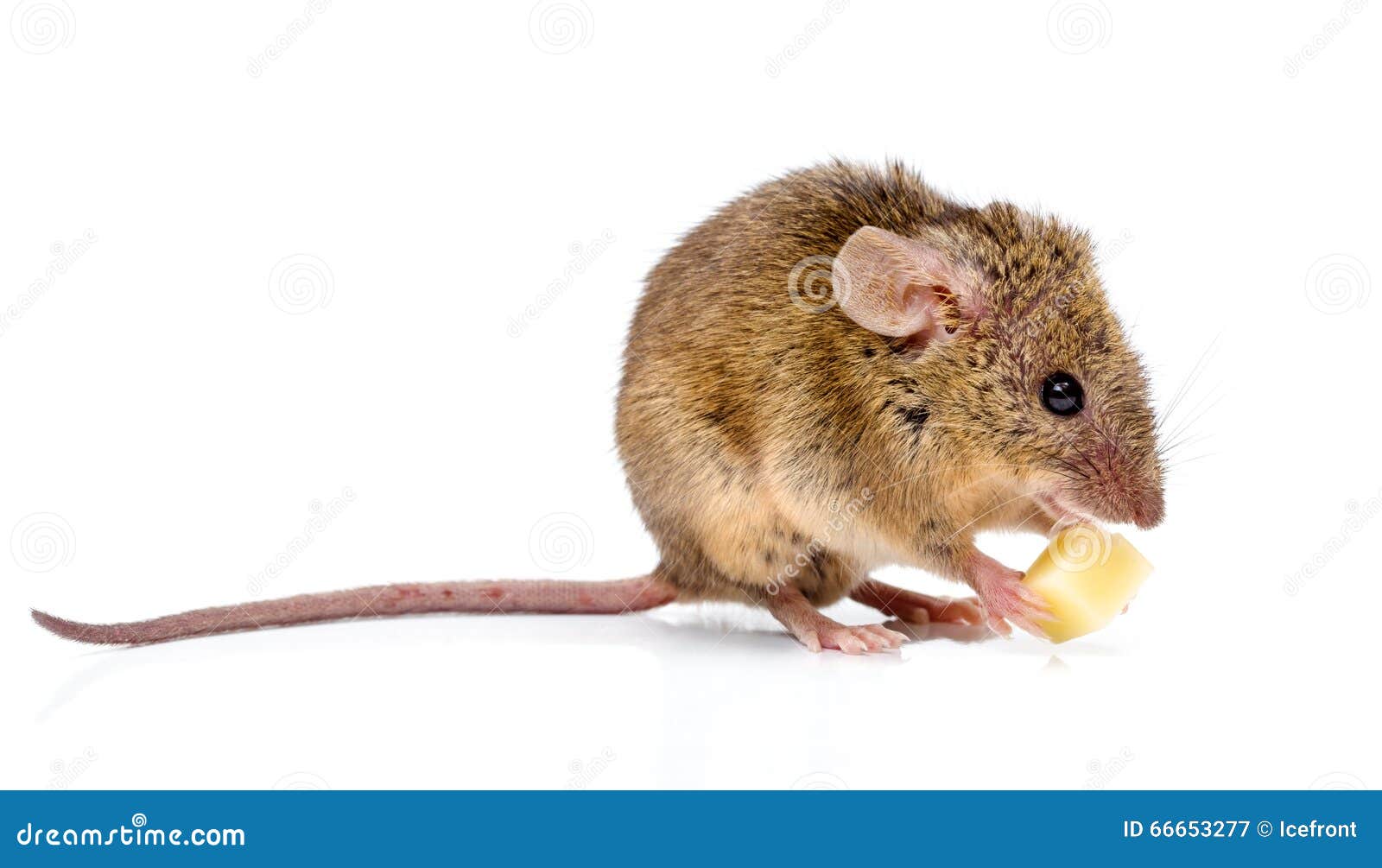 House Mouse (Mus Musculus) Eating Cheese Stock Image - Image of rodent ...