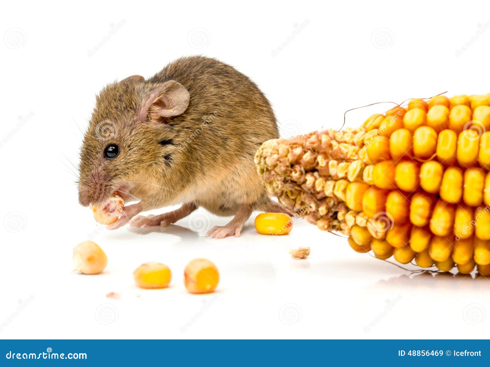 House Mouse (Mus Musculus) Eating Corn Stock Image - Image of pest ...