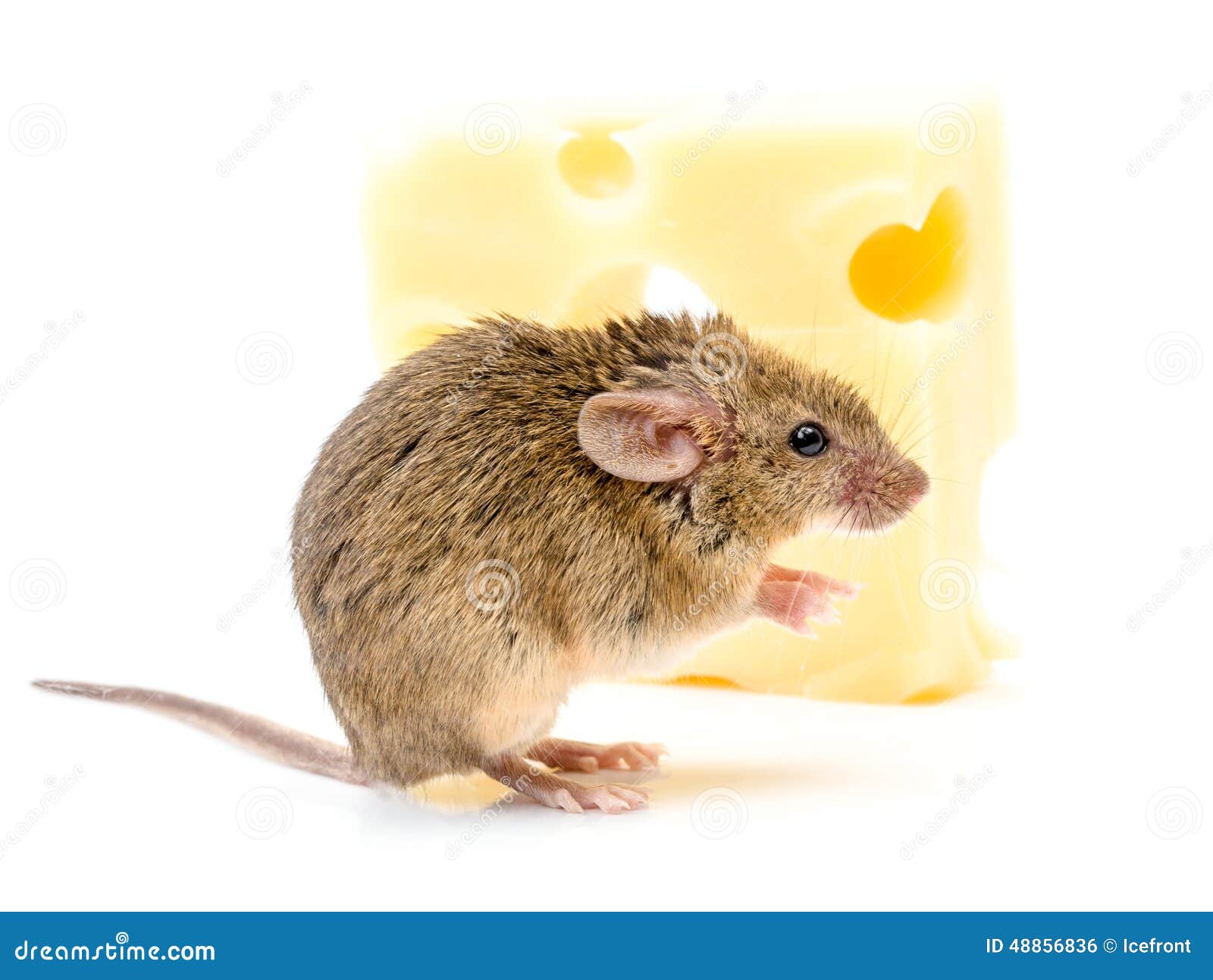 House Mouse (Mus Musculus) Near Cheese Stock Photo - Image of small ...