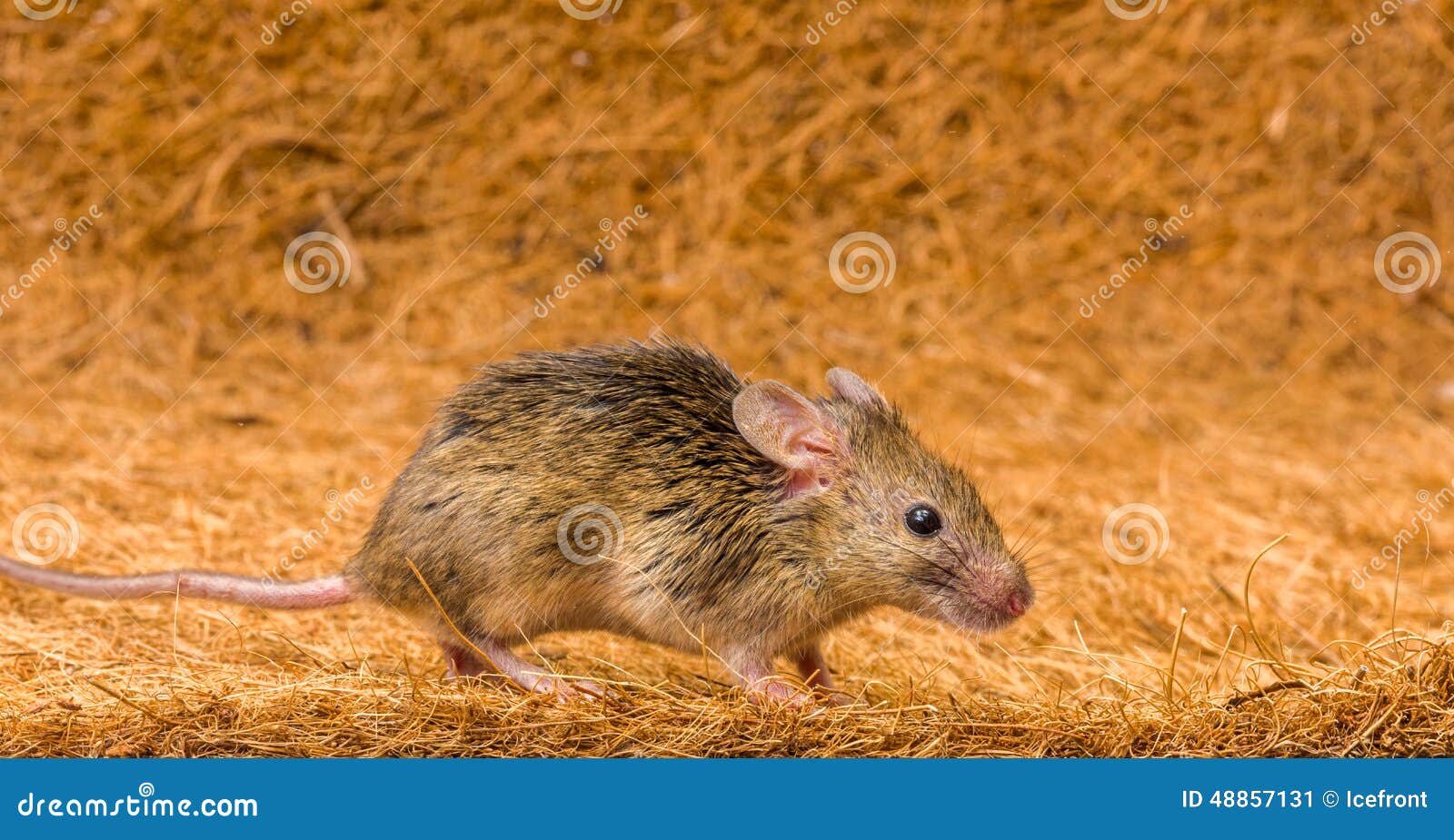 House Mouse (Mus Musculus) Running Stock Image - Image of closeup, cute ...