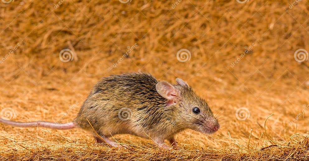 House Mouse (Mus Musculus) Running Stock Image - Image of closeup, cute ...