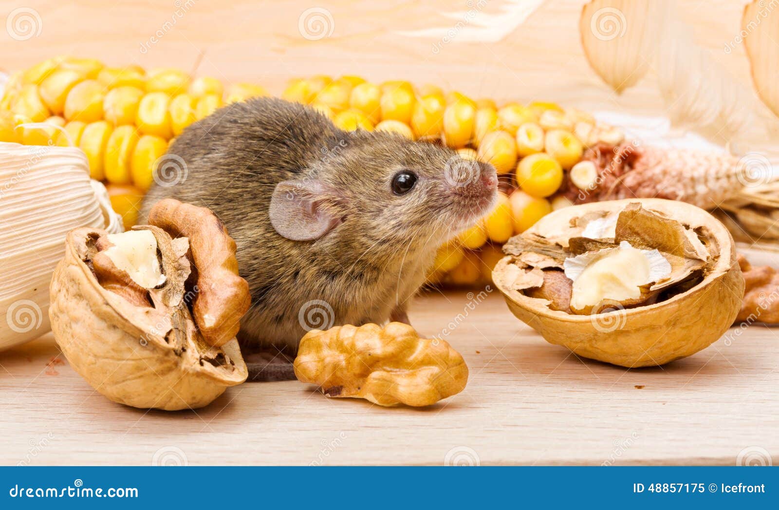 House Mouse (Mus Musculus) with Walnut and Corn Stock Image - Image of ...