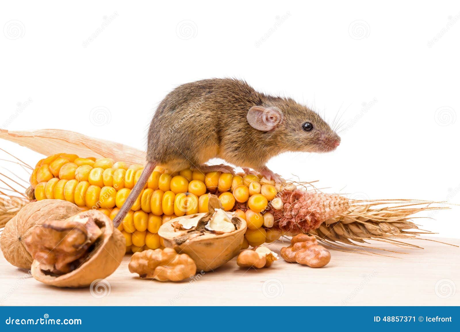House Mouse (Mus Musculus) with Walnut and Corn Stock Image - Image of ...