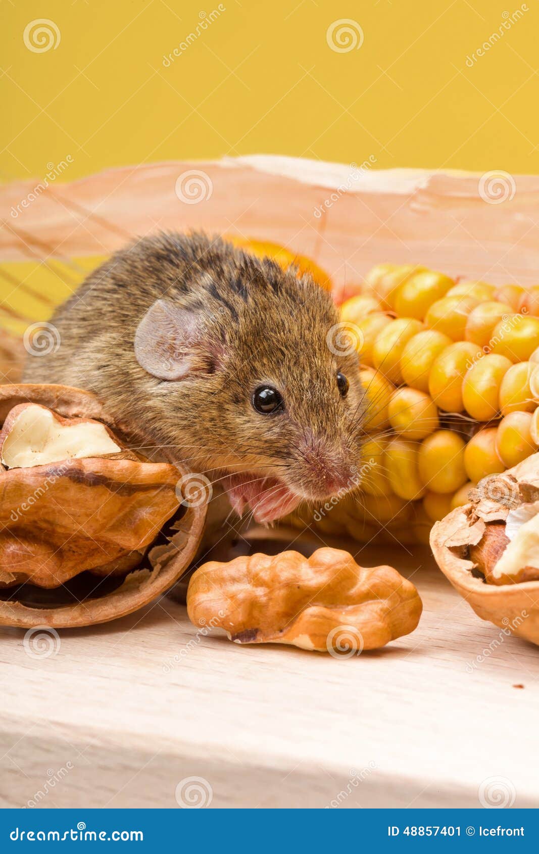 House Mouse (Mus Musculus) with Walnut and Corn Stock Image - Image of ...