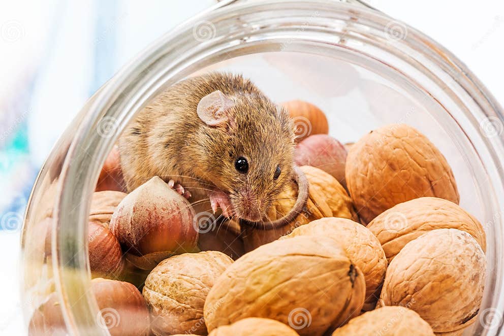 House Mouse (Mus Musculus) in Walnut and Corn Stock Photo - Image of ...
