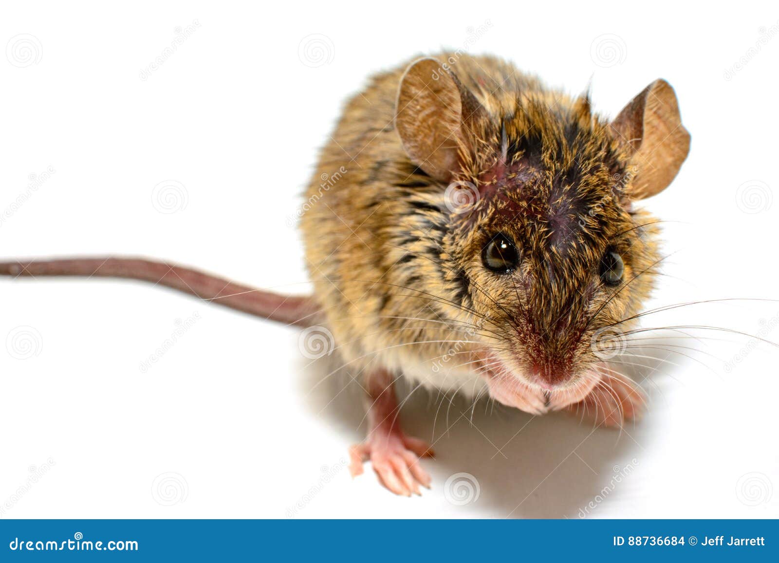 House Mouse Mus Musculus on White Background Stock Photo - Image of ...