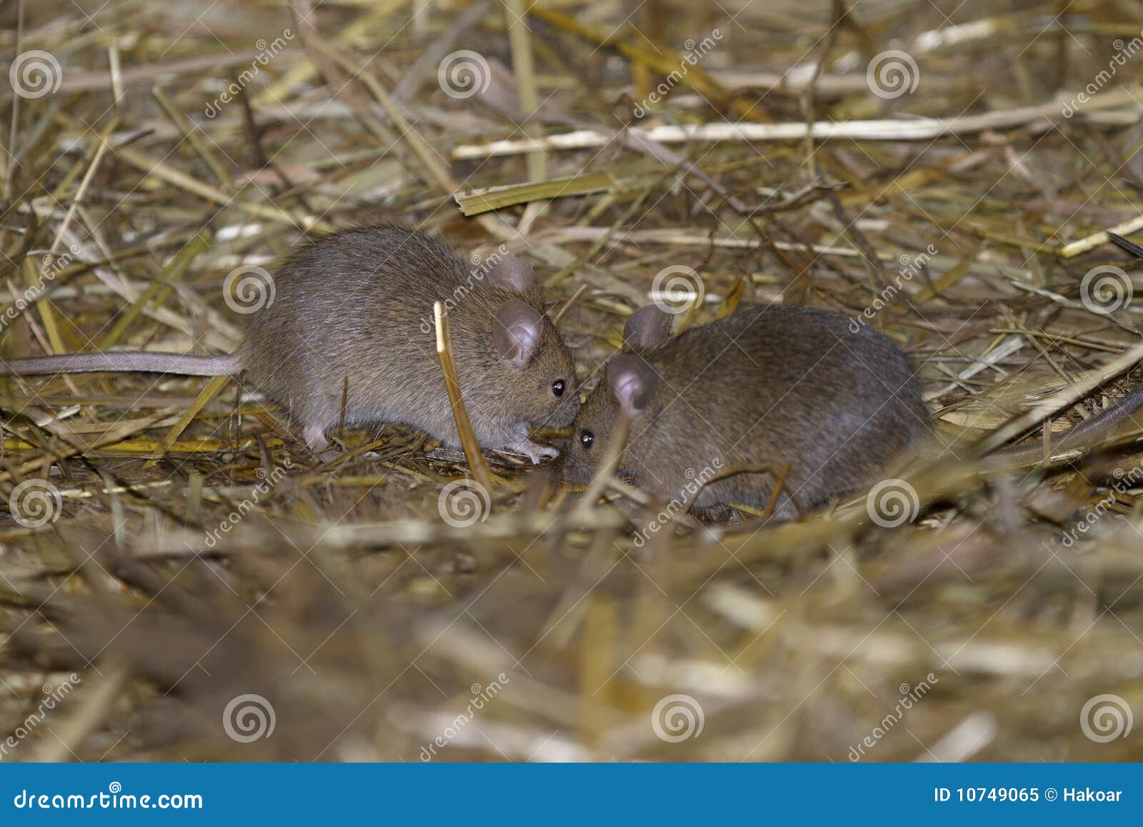 House Mouse, Musculus Domesticus Stock Image - Image of rodent ...