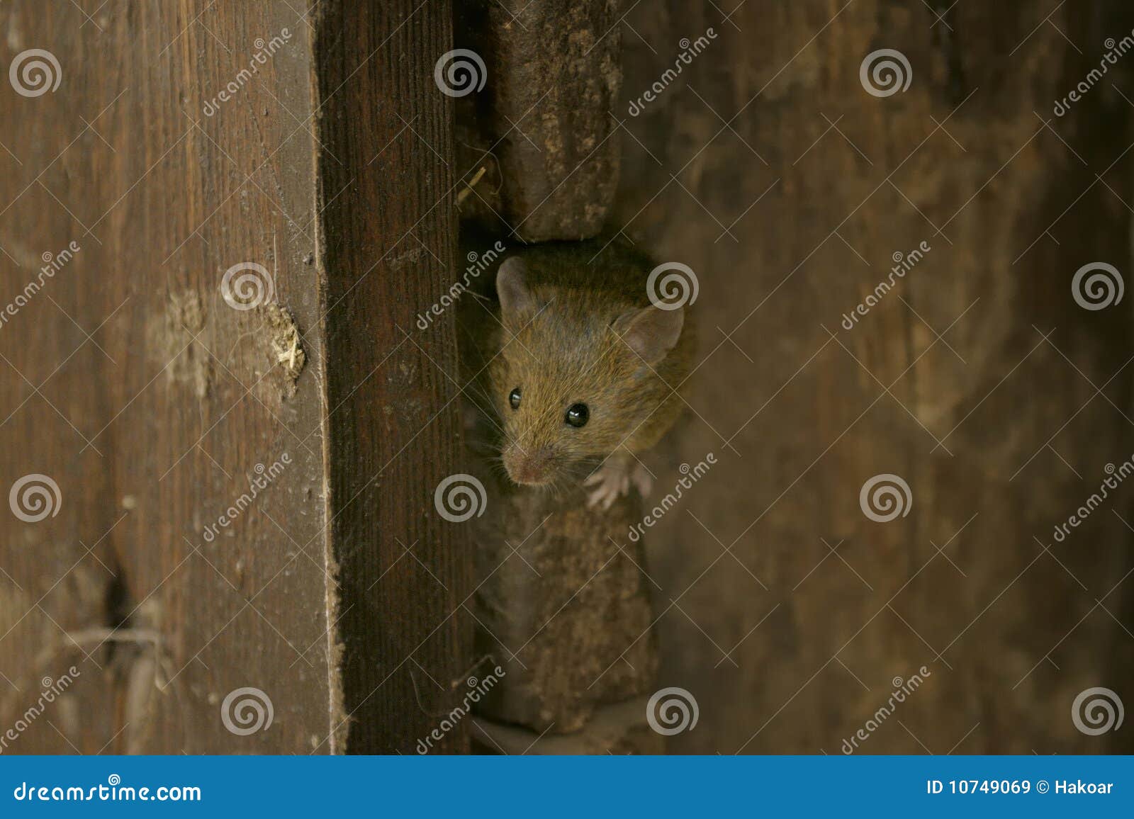 Mus Musculus Royalty-Free Stock Photo | CartoonDealer.com #9667875