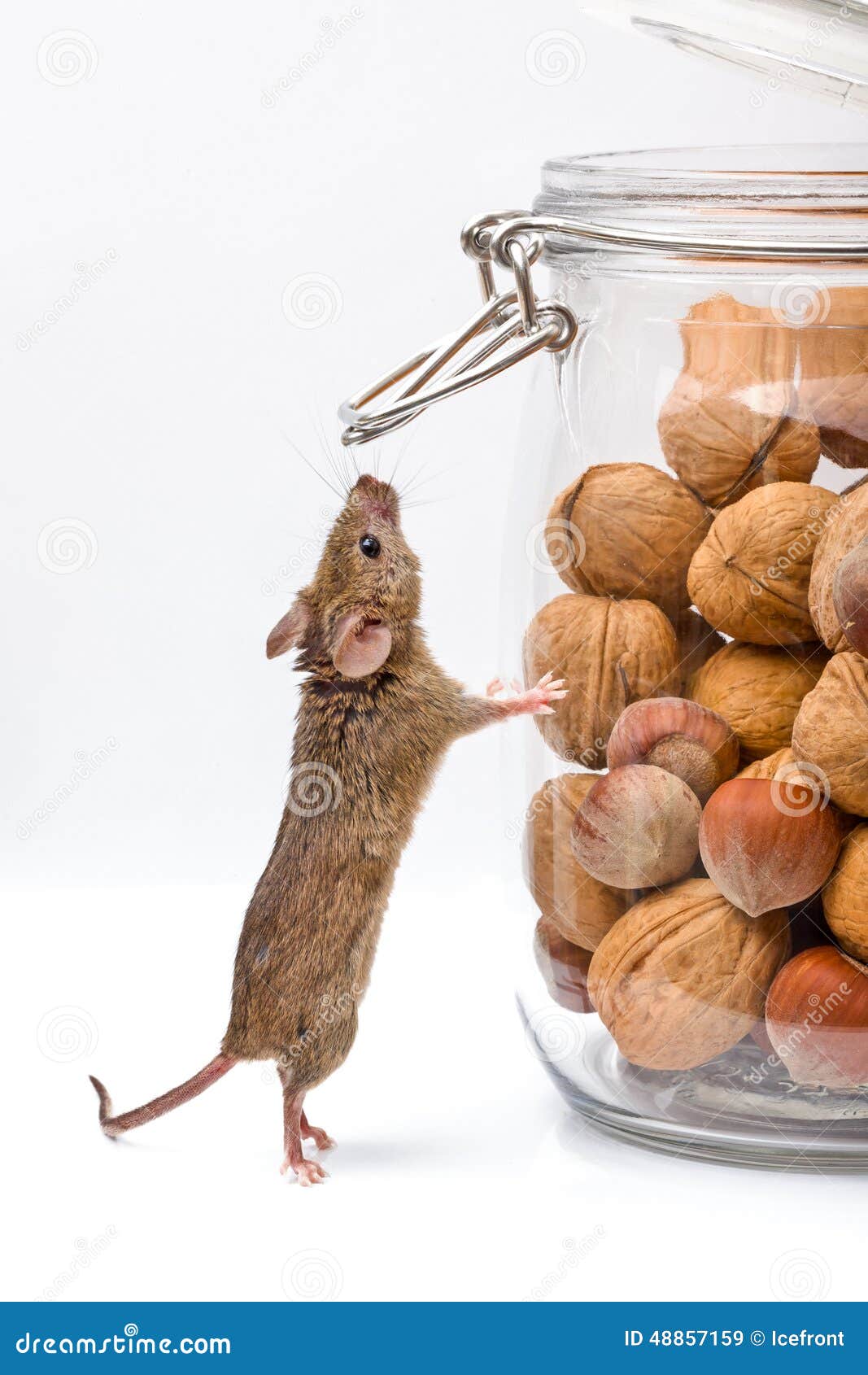 House Mouse Near Walnut and Corn Jar Stock Image - Image of glass ...