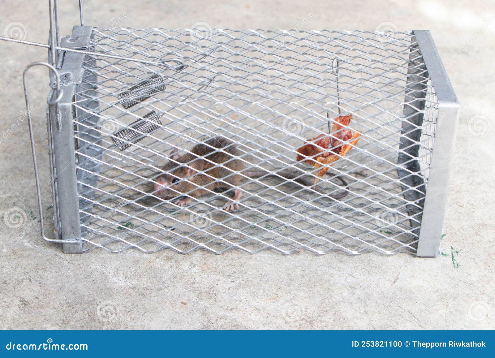 House Mouse or Rat Caught in Live Capture Mouse Trap, Close Up View ... House Mouse or Rat Caught in Live Capture Mouse Trap, Close Up View ...