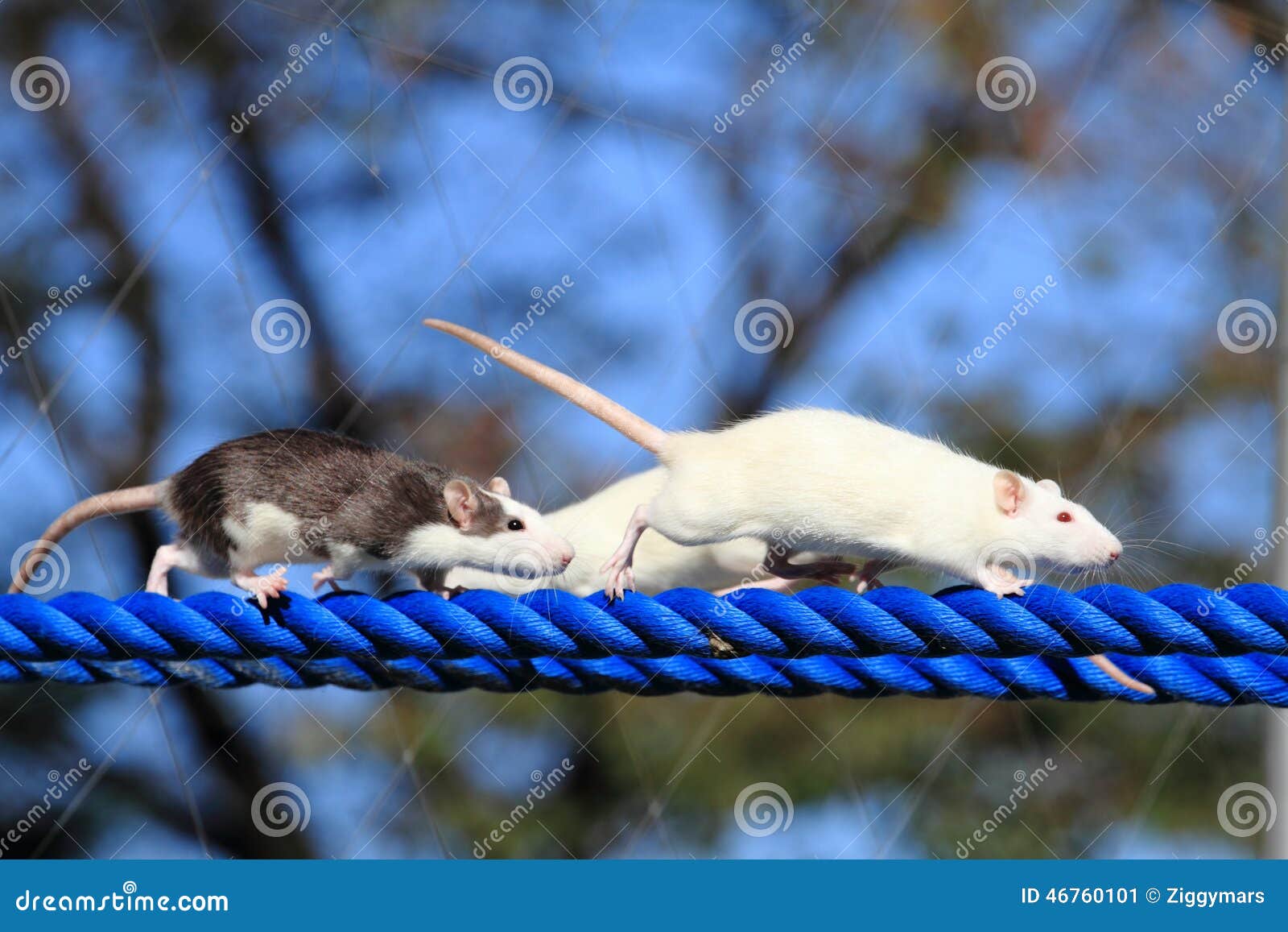House mouse stock image. Image of cute, ropewalking, tightrope - 46760101