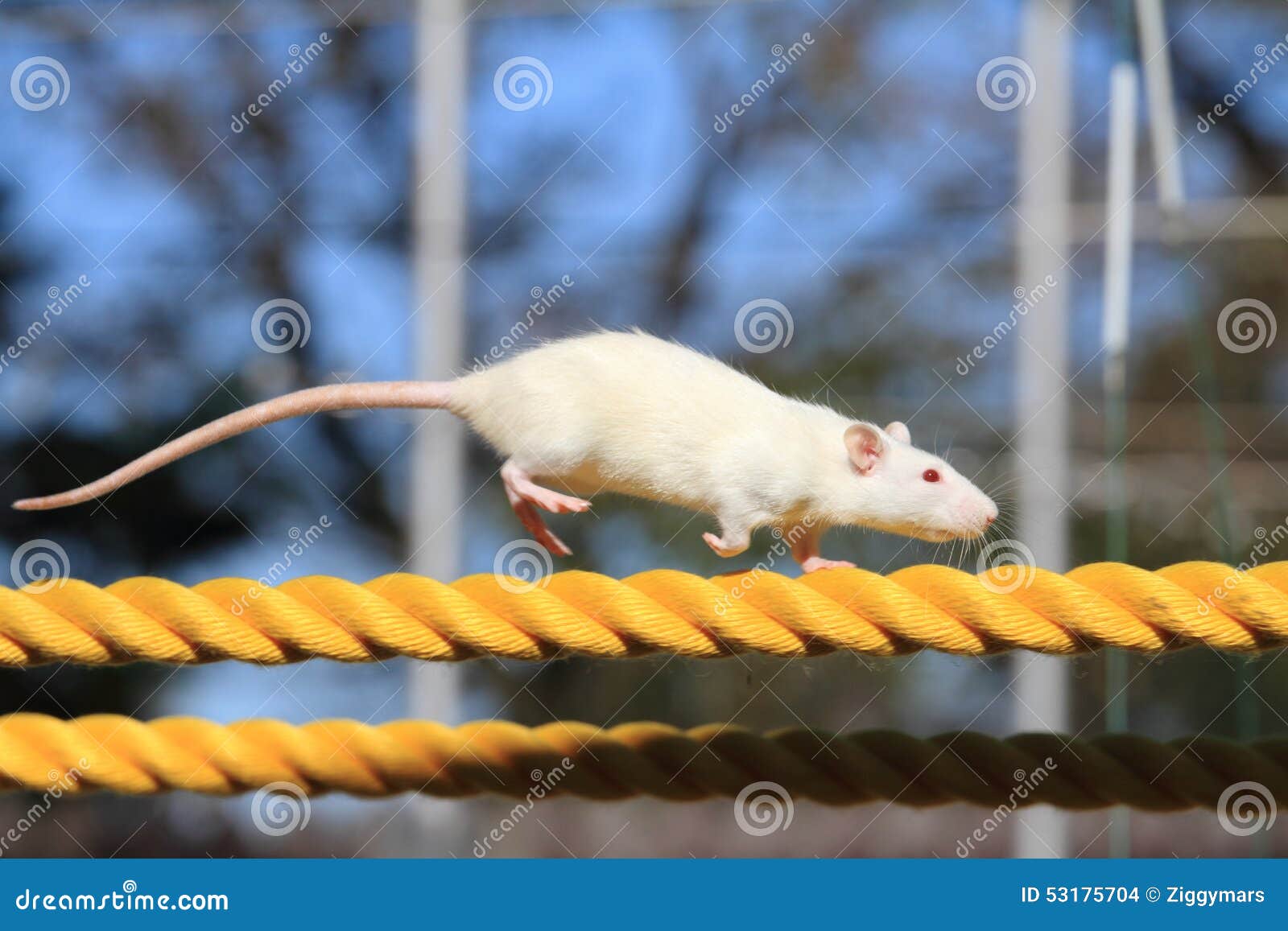 House mouse stock photo. Image of tightrope, cross, crossing - 53175704