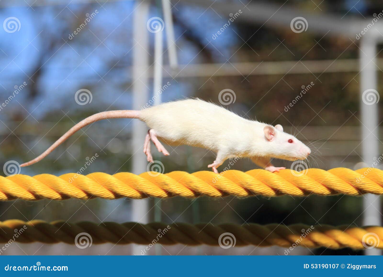 House mouse stock image. Image of tightrope, creature - 53190107