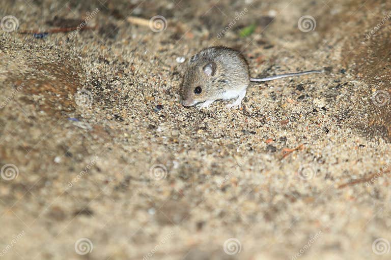 House mouse stock image. Image of ground, nature, mouse - 96144713