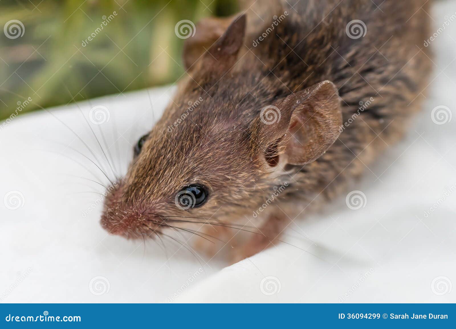 House Mouse Up Close stock image. Image of pest, rodent - 36094299