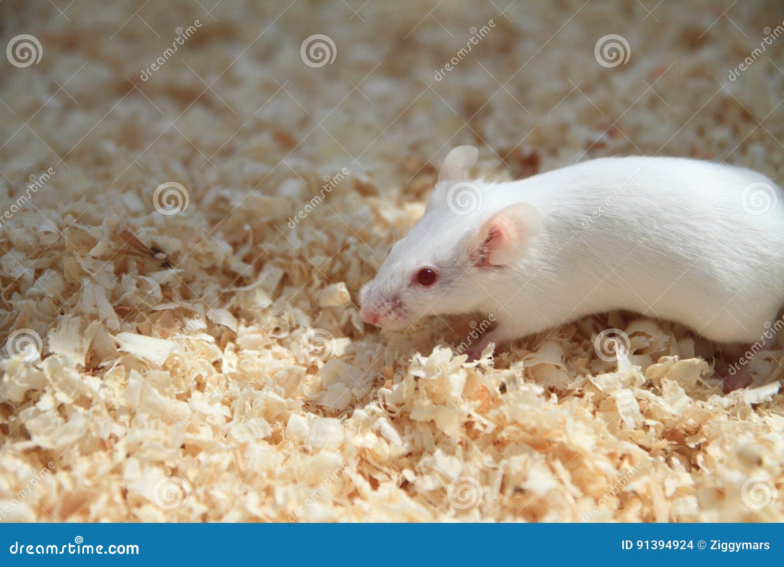 House mouse stock photo. Image of lovely, life, live - 91394924