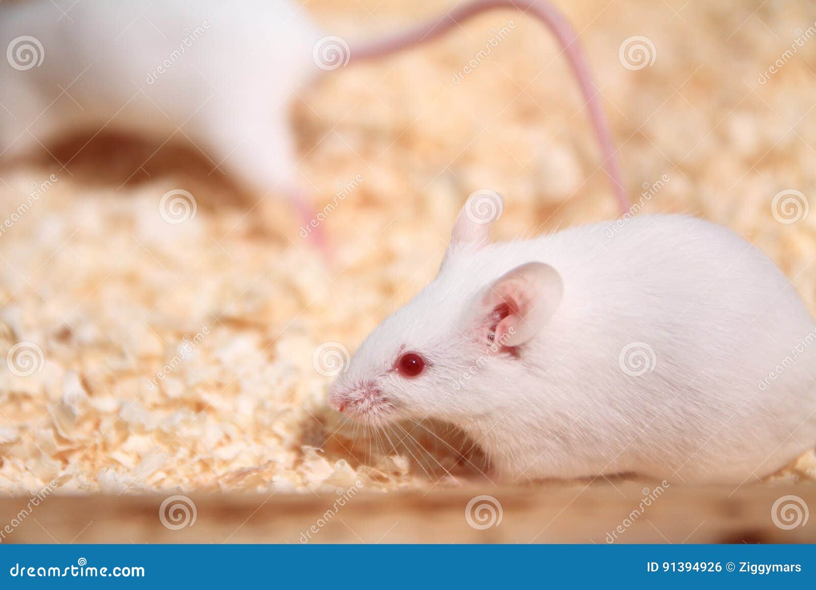 House mouse stock photo. Image of mammal, whiskers, live - 91394926