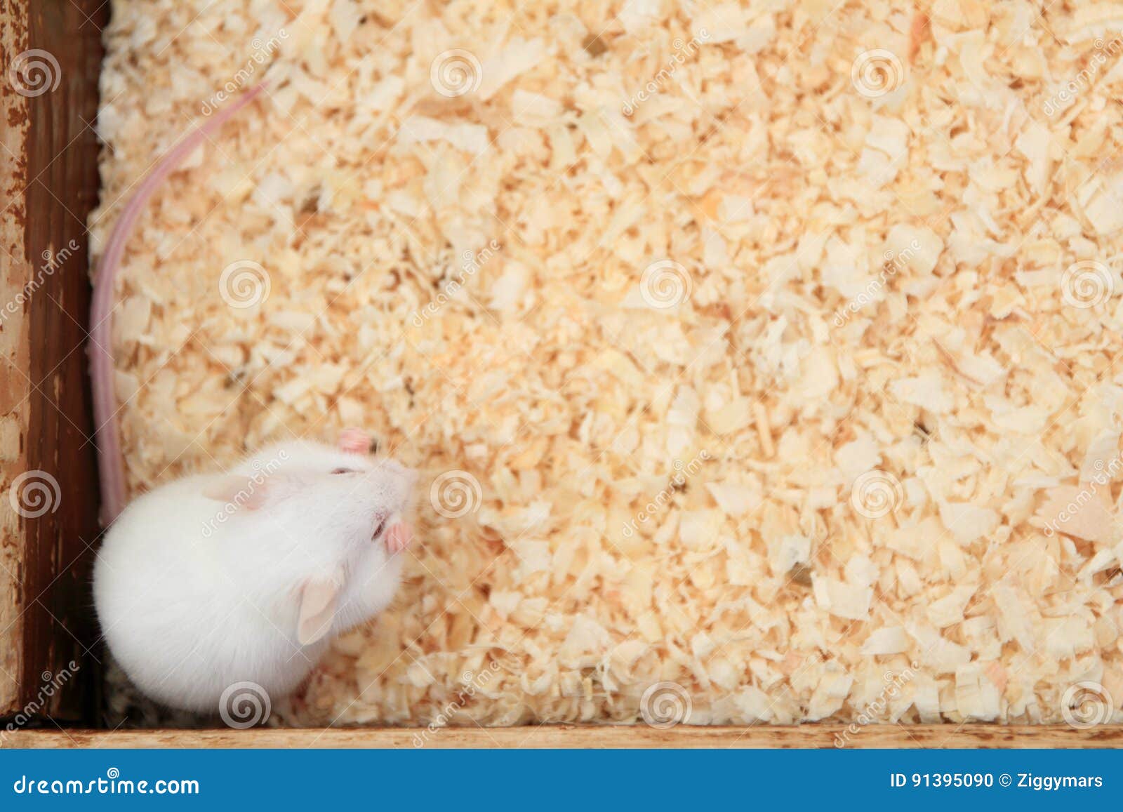 House mouse stock photo. Image of life, small, house - 91395090