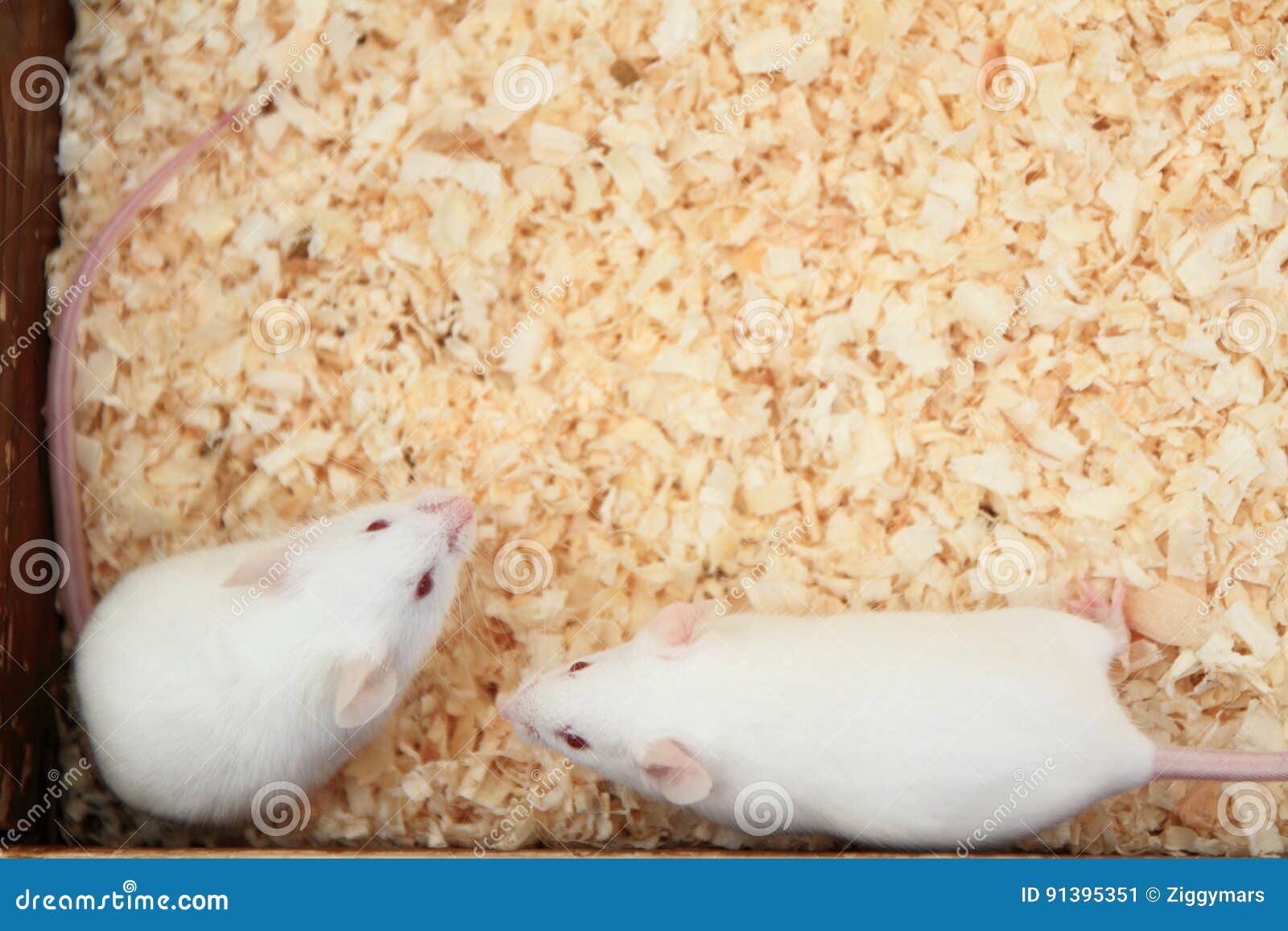 House mouse stock image. Image of rodent, gerbil, muridae - 91395351