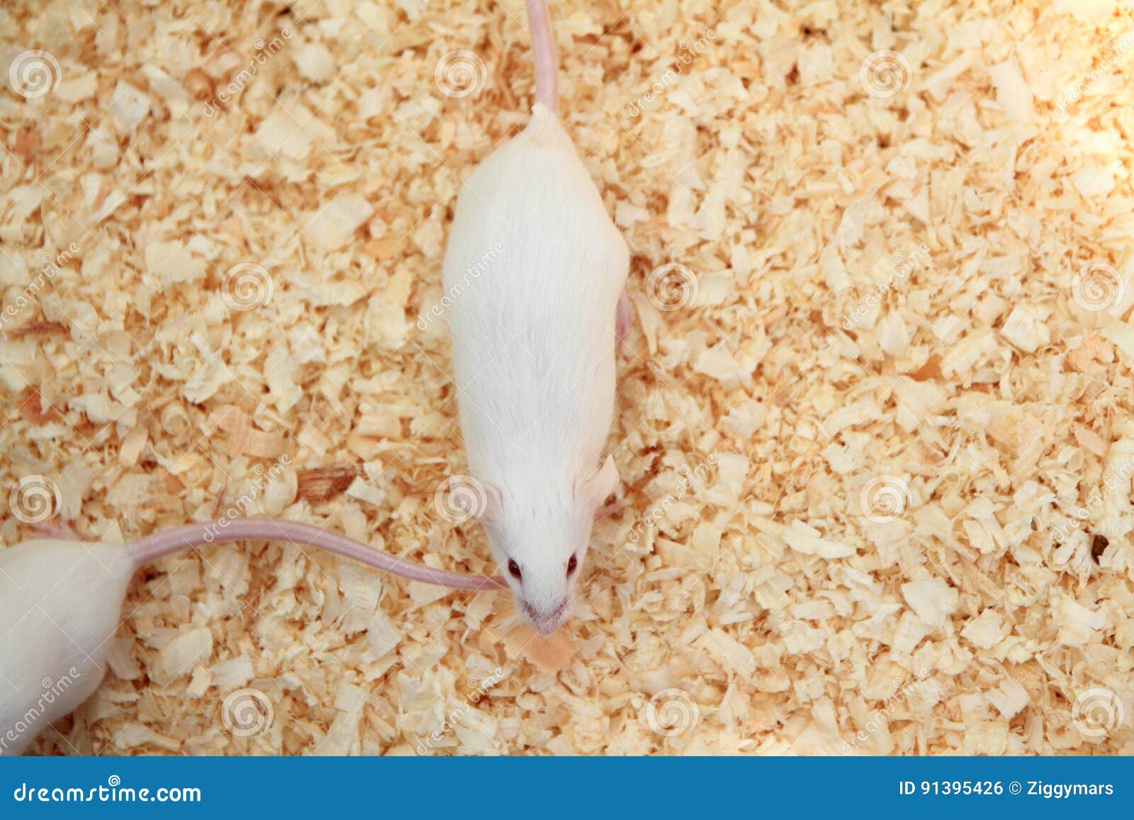 House mouse stock photo. Image of cute, house, animal - 91395426