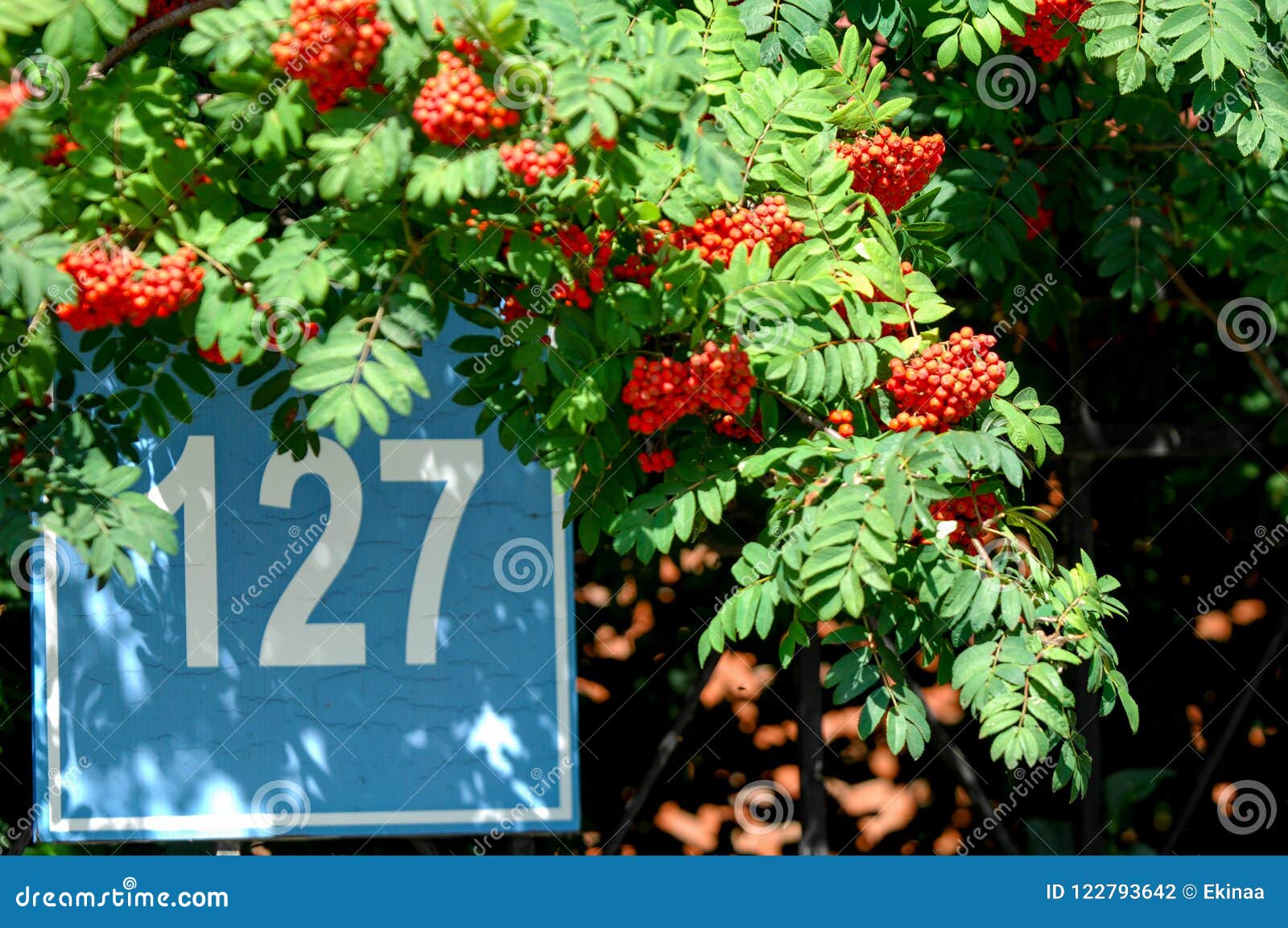 House Number. Serial Number. Rowan Branch with Red Berries Stock Photo ...