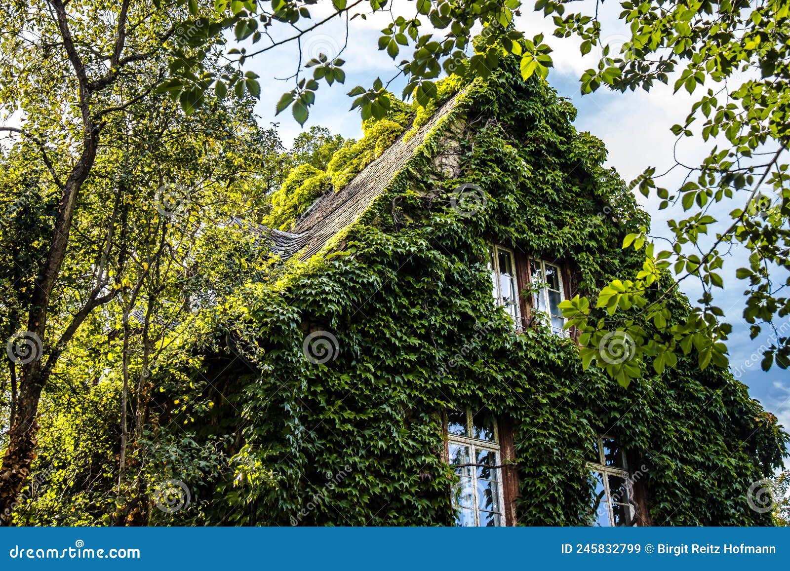 House overgrown with ivy stock image. Image of window - 245832799