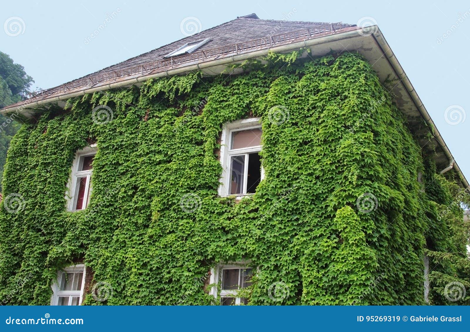 House overgrown with ivy stock image. Image of plant - 95269319