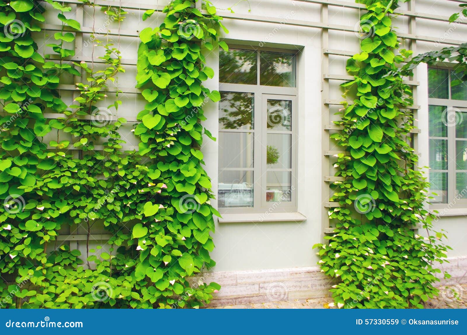 House overgrown plants stock image. Image of gardening - 57330559