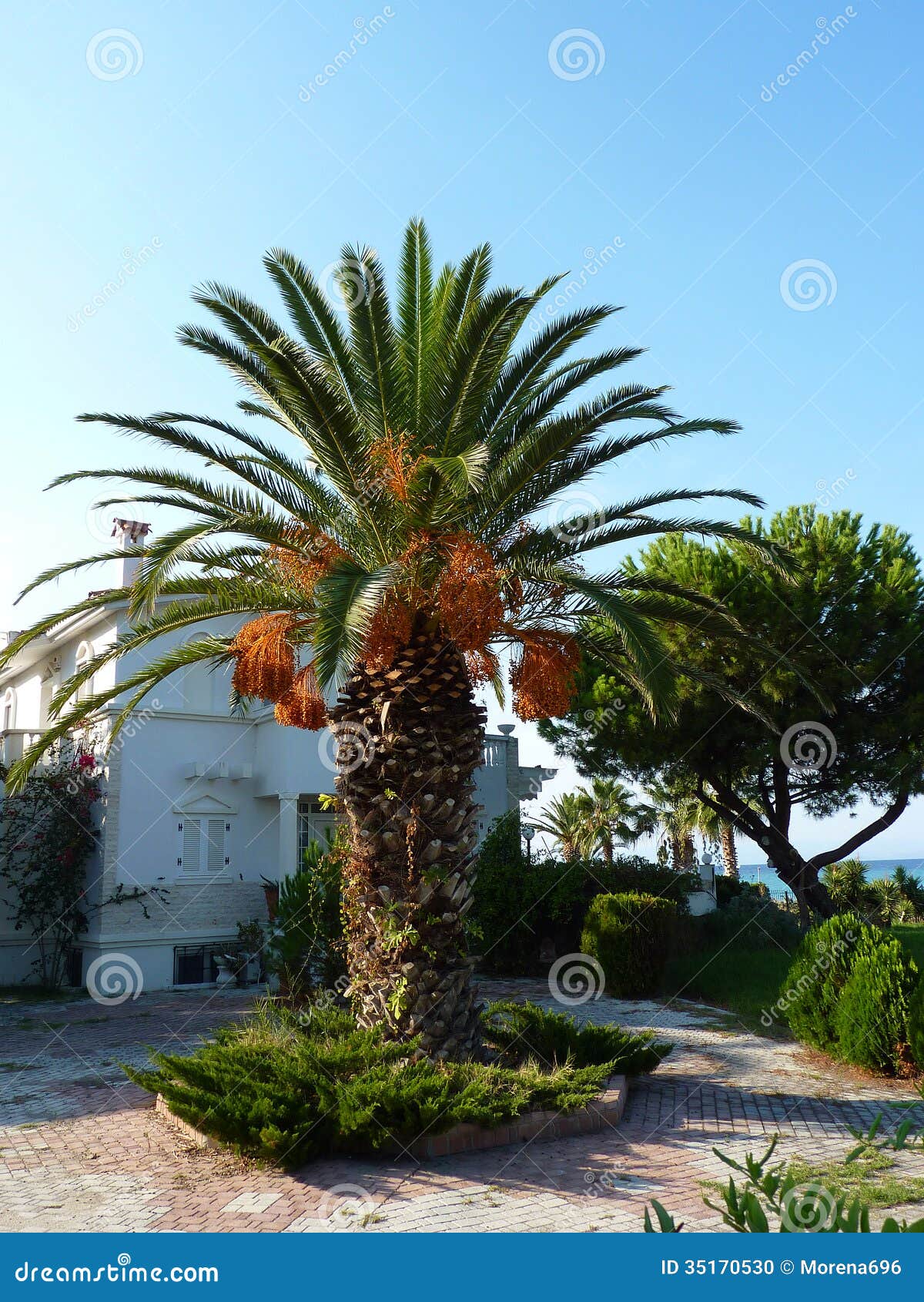 A house with a palm tree stock photo. Image of beautiful - 35170530
