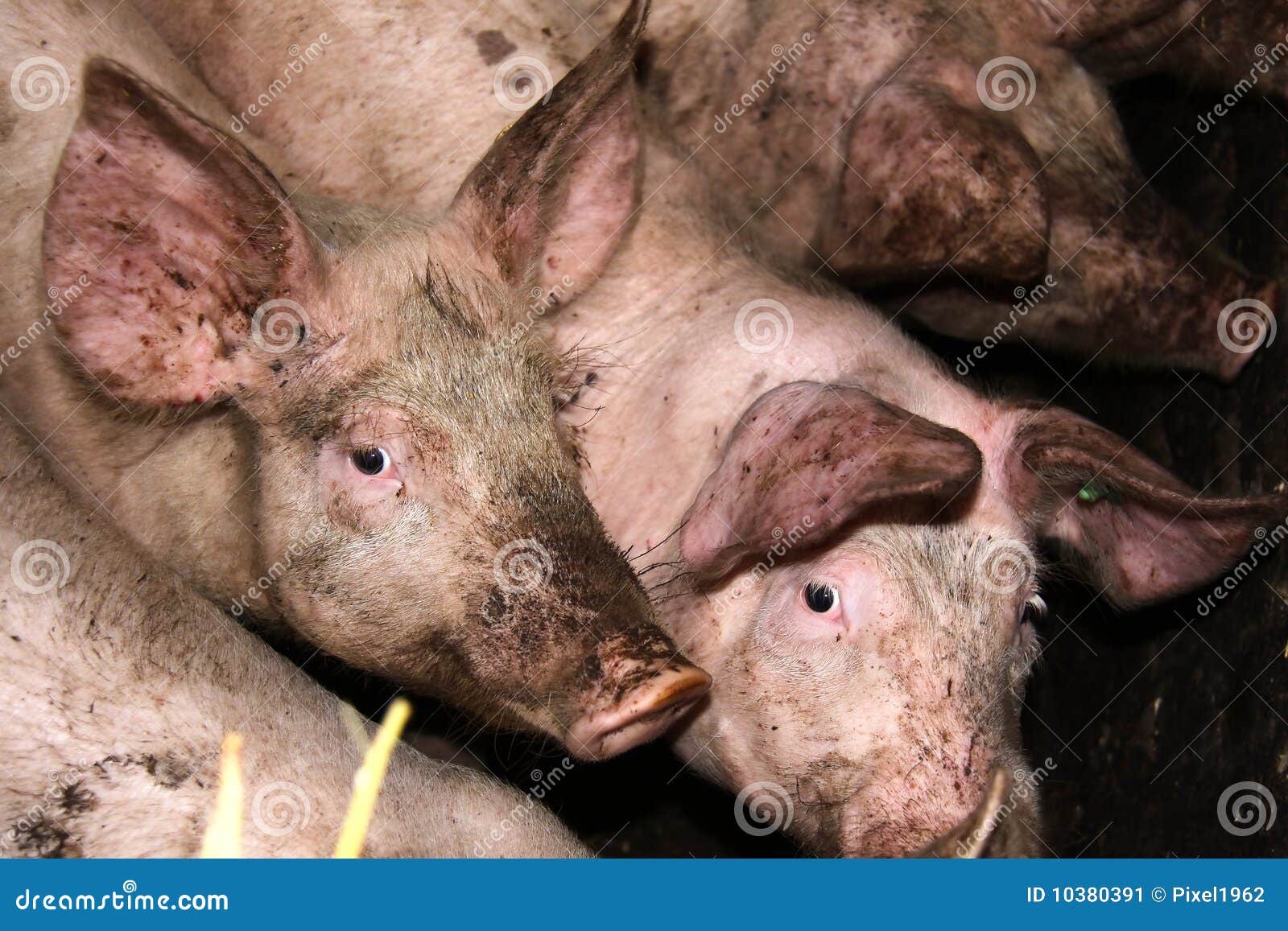 House pigs stock image. Image of together, breeding, husbandry - 10380391