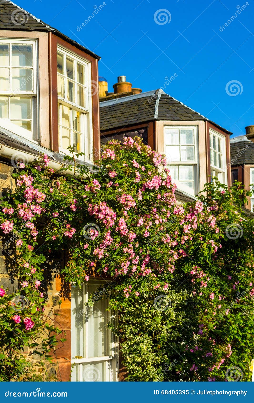 A House with Pink Climbing Roses Stock Image - Image of house, roses ...