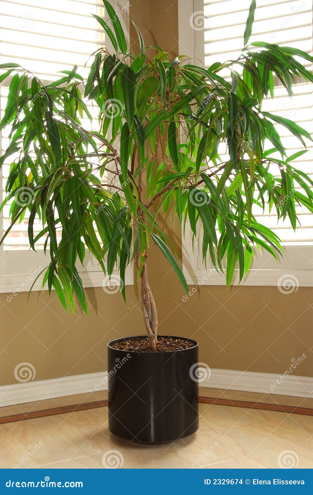 House plant stock photo. Image of earthy, design, color - 2329674