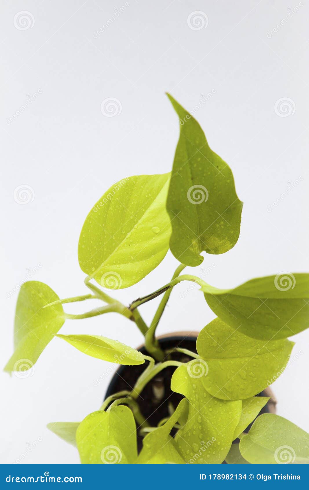 House Plant Ivy Arum on White Background, Top View Stock Photo - Image ...