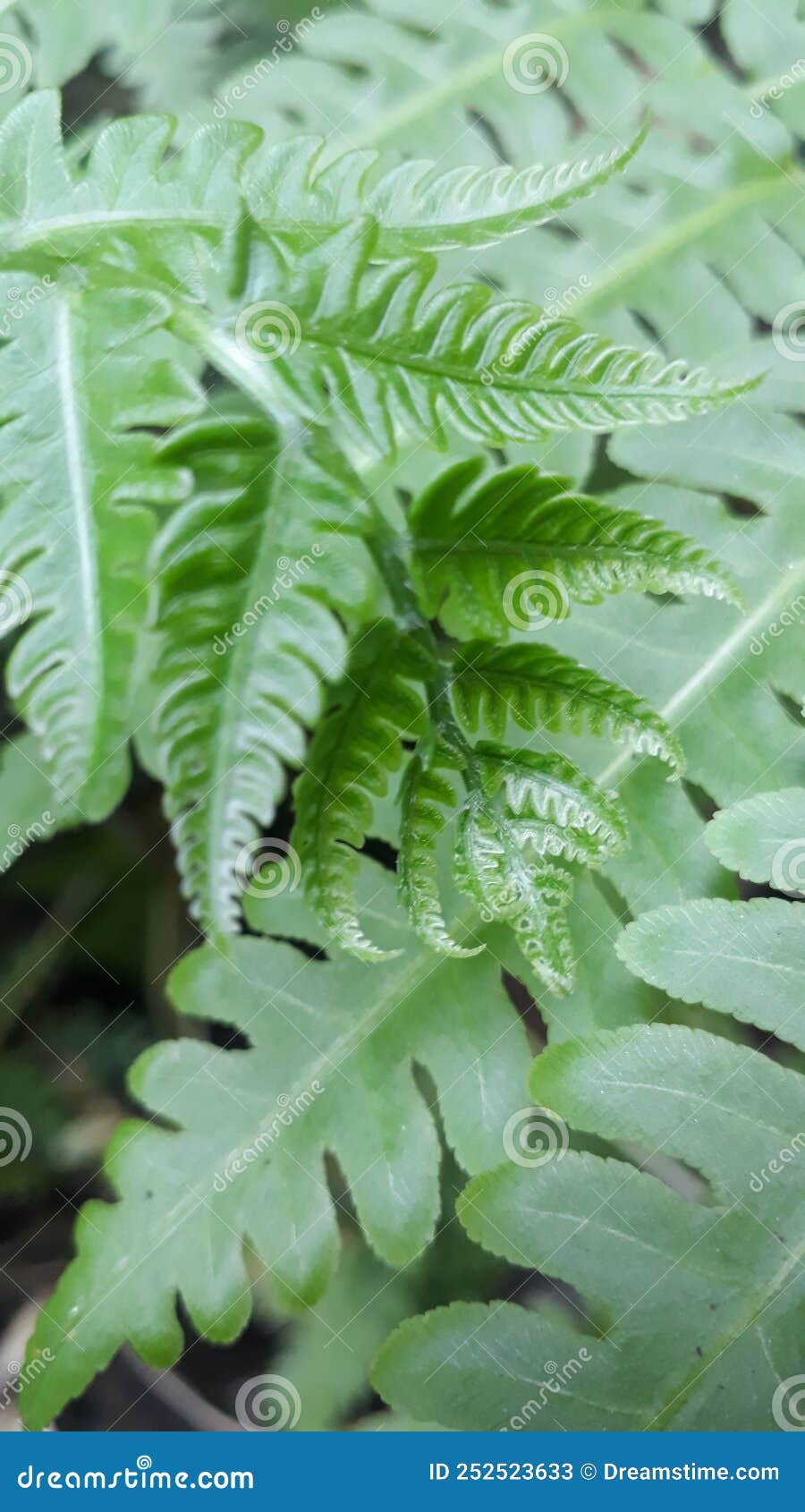 House plant,noon stock image. Image of spruce, produce - 252523633