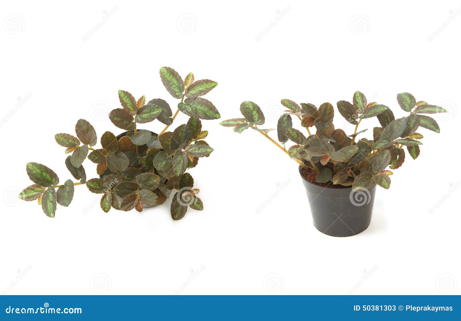 House Plant Potted Plant Front View and Top View Stock Image - Image of ...