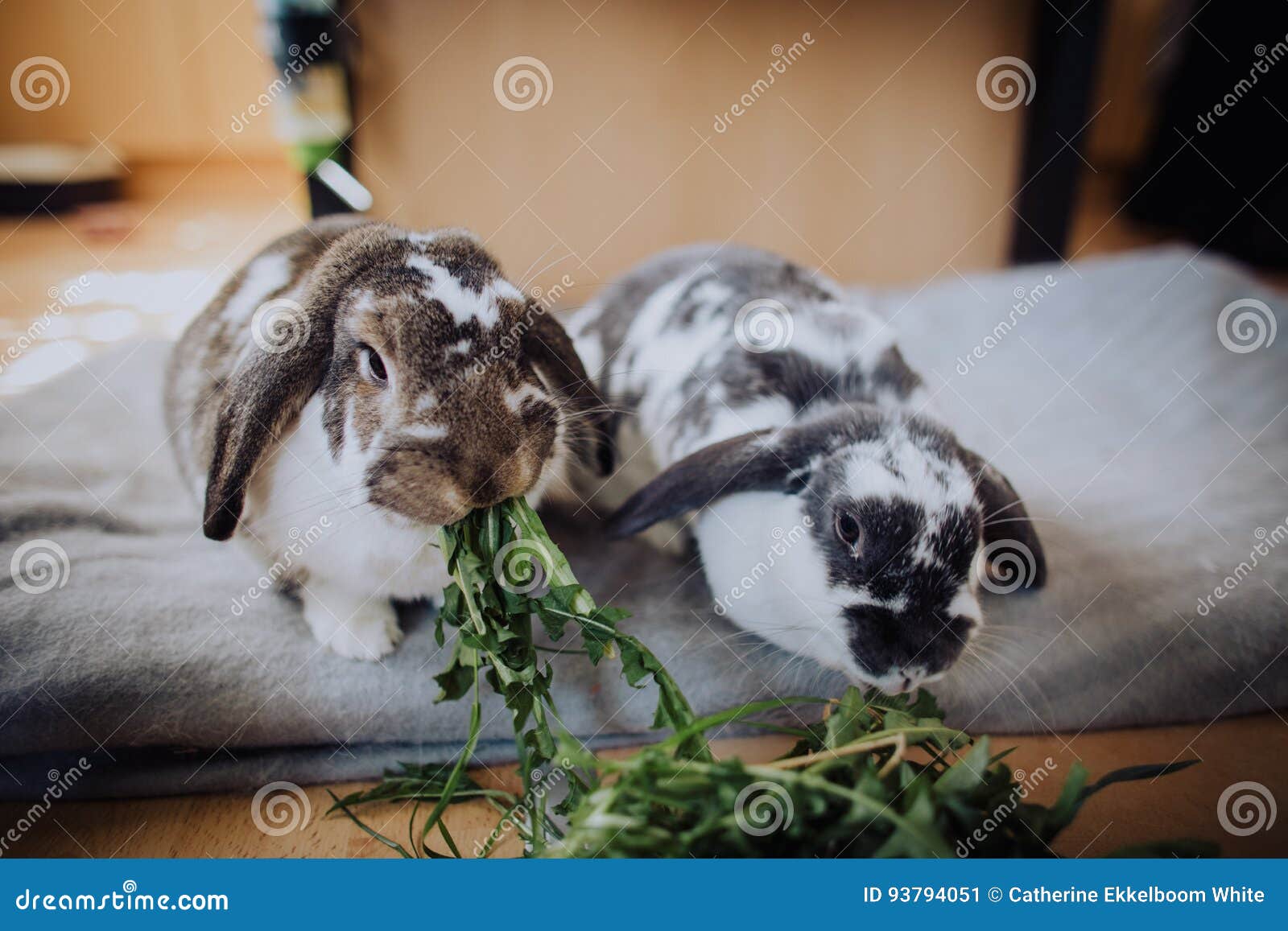 House Rabbits stock image. Image of lopear, houserabbit - 93794051
