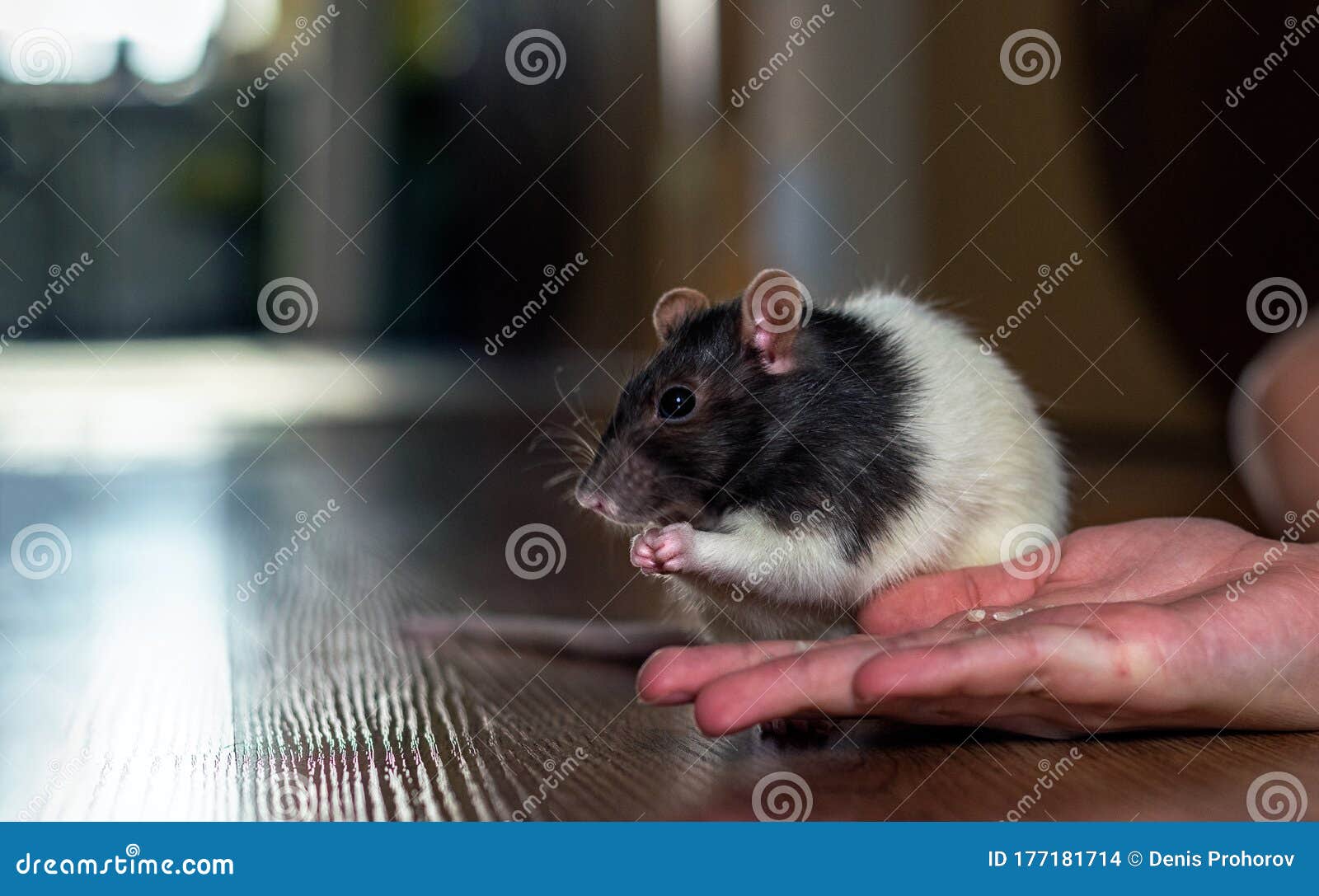 House rat stock photo. Image of hair, rodent, grey, africa - 177181714