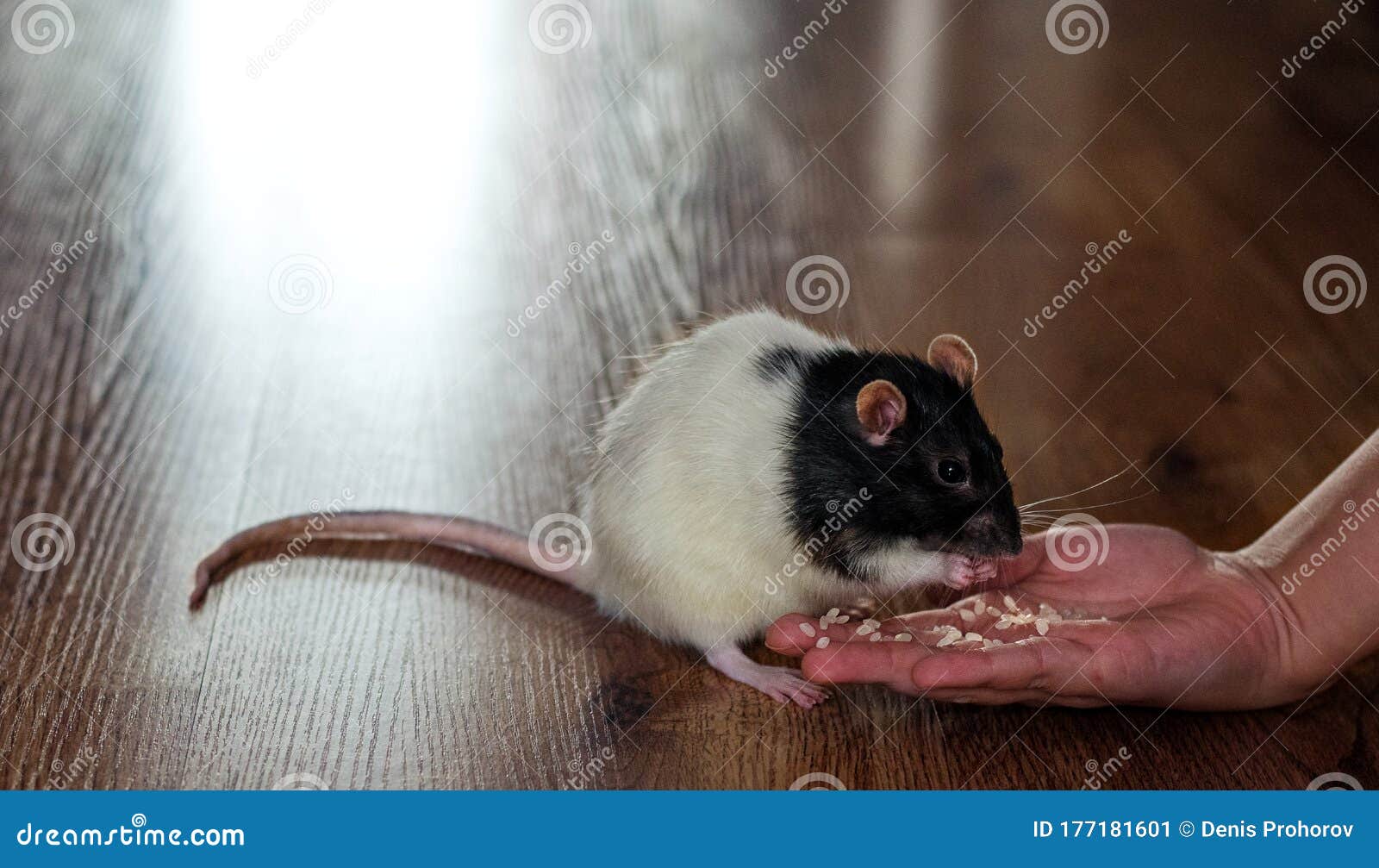 House rat stock image. Image of grey, animal, control - 177181601