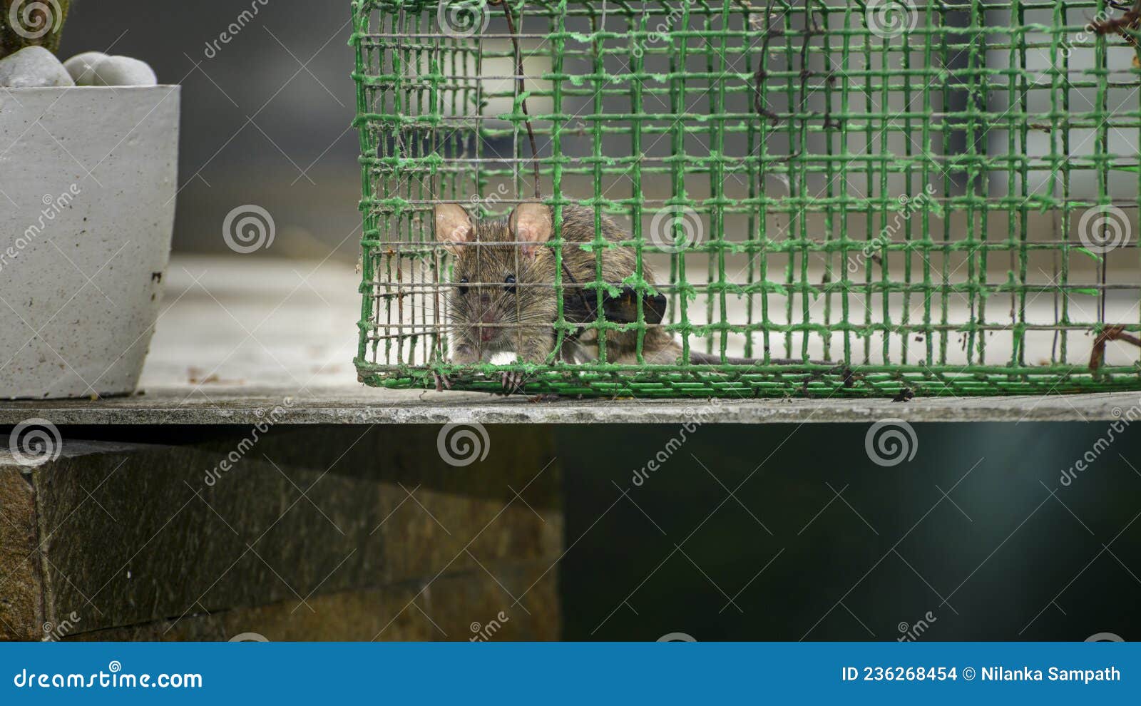 House Rat Trapped Inside the Metal Mesh Rat Trap Cage Stock Photo ...