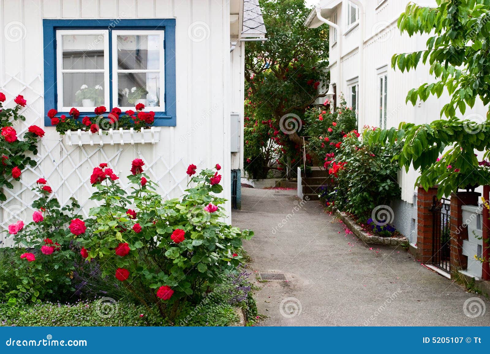 House with red roses stock image. Image of entrance, flower - 5205107