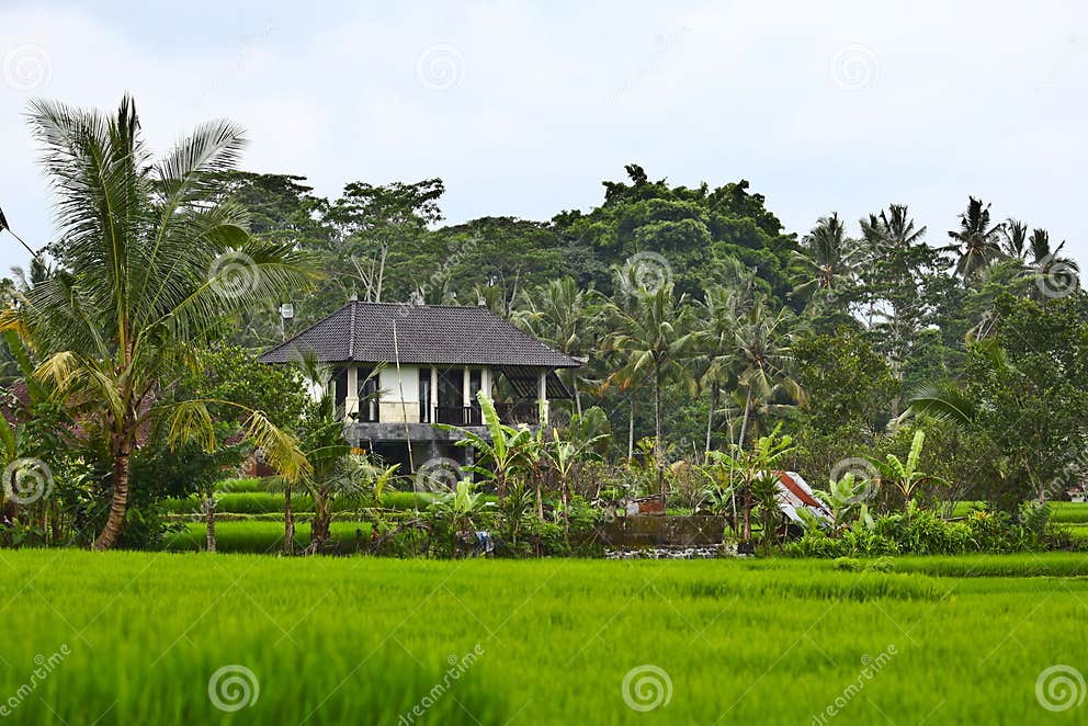 House in rice field stock image. Image of fields, farm - 12841873