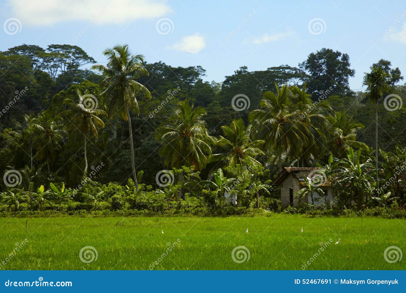 House on a rice field editorial photo. Image of tropical - 52467691
