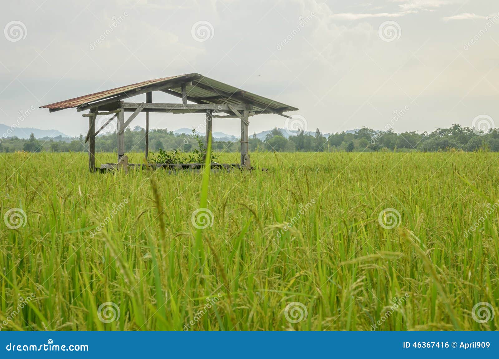 House in rice field stock photo. Image of beautiful, plantation - 46367416