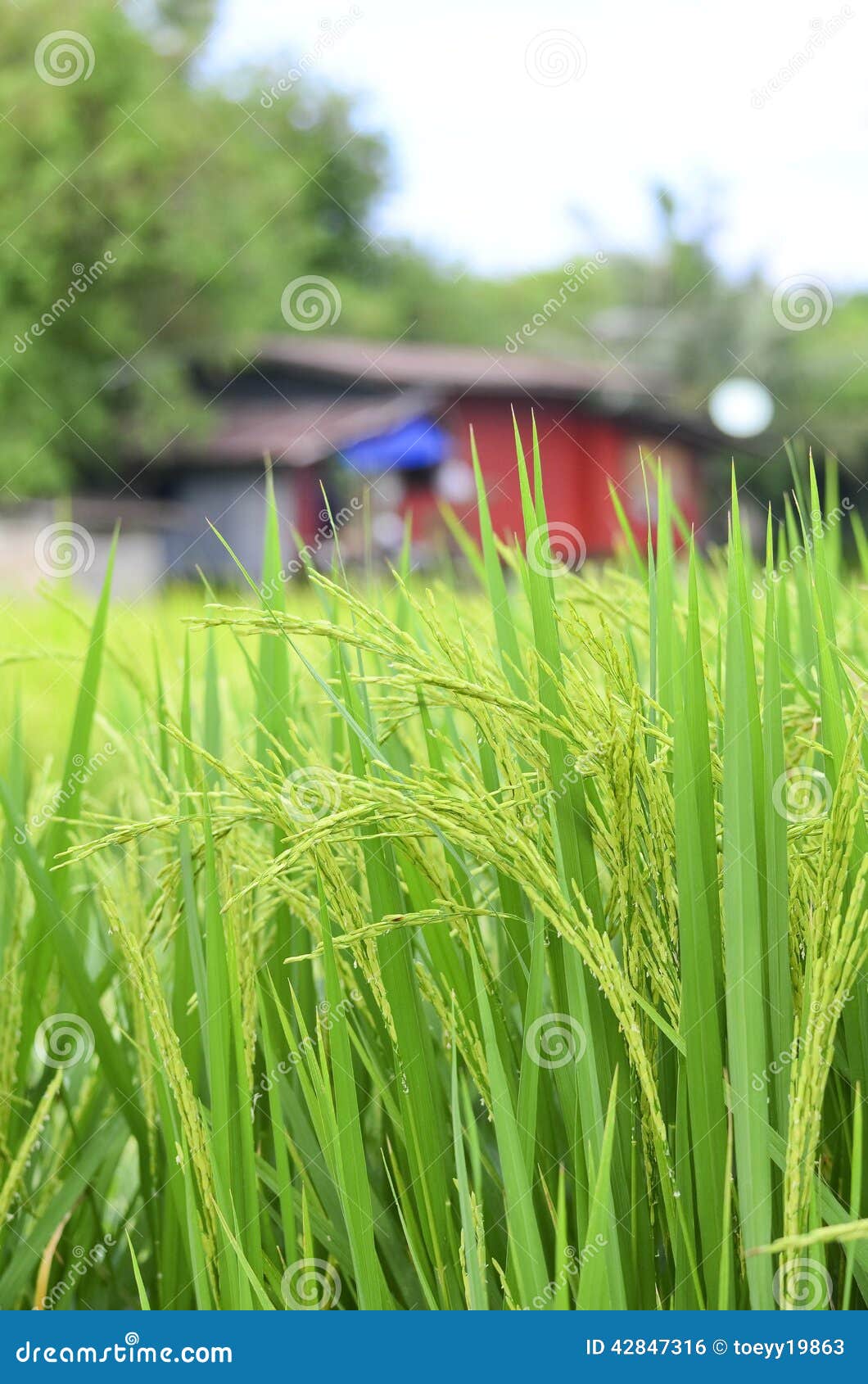 House in the rice field stock photo. Image of indonesia - 42847316