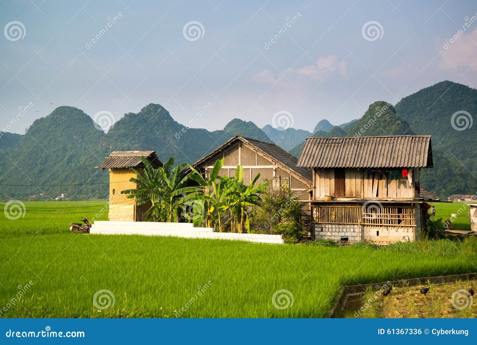 The House in the Rice Field at Vietnam Stock Photo - Image of ...