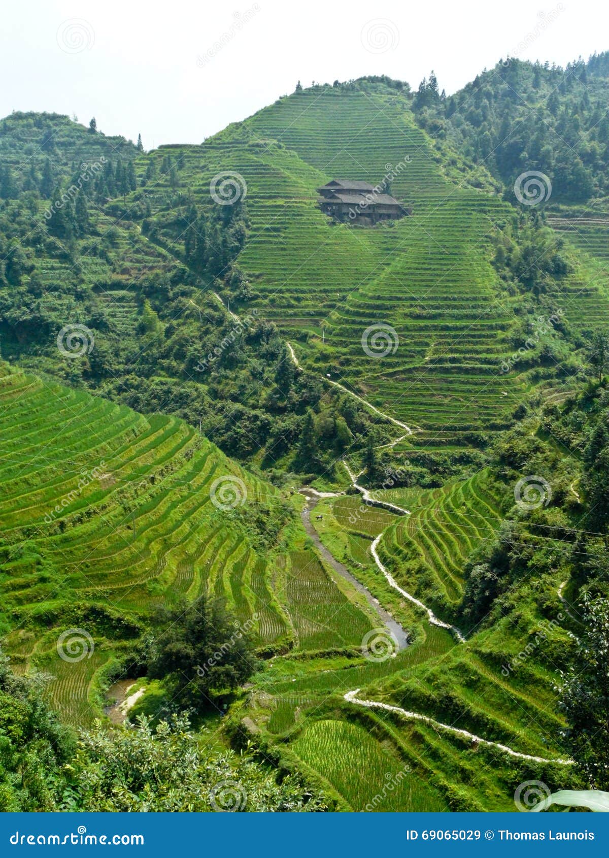 House in the Rice fields stock image. Image of hunan - 69065029